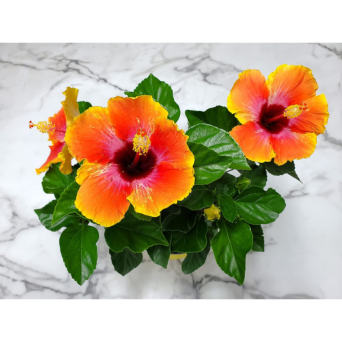 Fiesta Hibiscus Bush - Live Hibiscus Flowering Plant - Tropical Flower Plant - 1 Gallon Planter - Overall Height 10" to 14" - Tropical Plants of Florida (Plant Only)