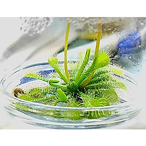 Bloomify Live Sundew Plant Terrarium – Enclosed Ecosystem with Zero Maintenance – Unique Ecosphere Plants for Home Décor – Drosera Spatula Sundew Plant –Great Gift – Self-Sustaining Terrarium