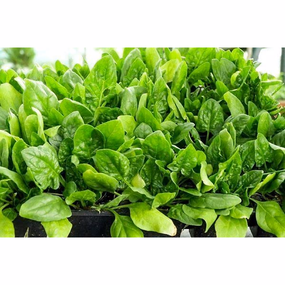 Giant Spinach Herb Garden Seeds for Planting About 100 Seeds