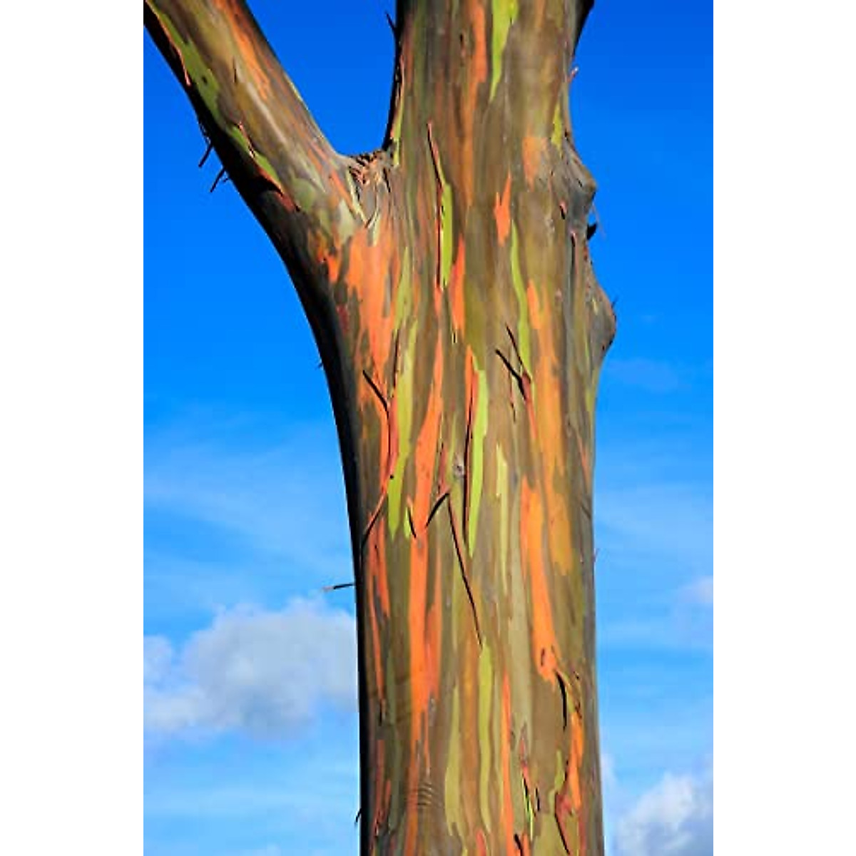 1-1000pcs Rainbow Eucalyptus Tree Seeds Indonesian Gum Mindanao Binacag Sarassa 0128 (25+ Seeds)