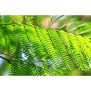 Earthcare Seeds Albizia julibrissin Rosea Pink Persian Silk Tree 30 Seeds (Albizia julibrissin f. rosea)