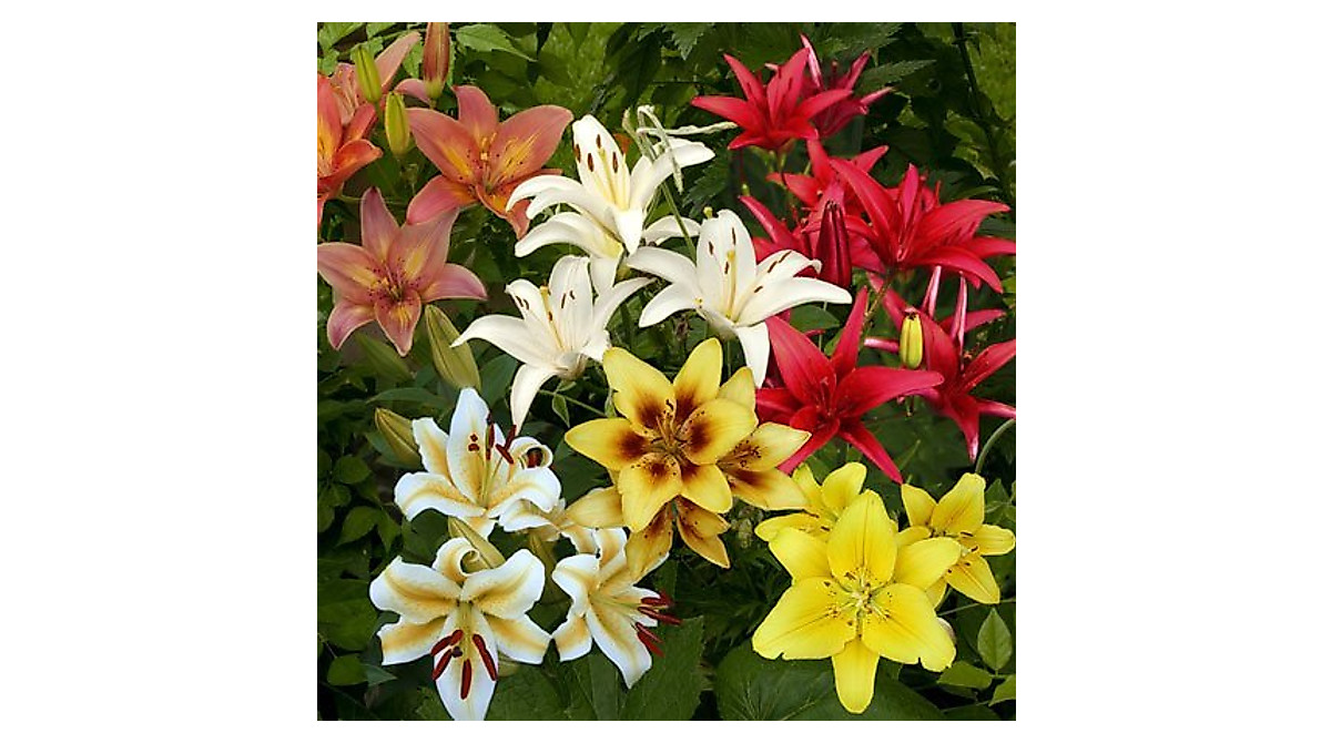 Asiatic Lilies Mix 10 Pack Bulbs for Vibrant Gardens