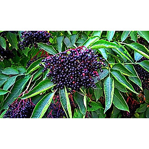 Best Earth Naturals Elderberry Gummy Vitamins with Zinc and Vitamin C for Adults - Gluten Free, Vegan, Delicious Gummies for Immune Support & Antioxidants, 30 Count