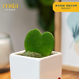 Costa Farms Live Indoor Plant Hoya Heart, Easy to Grow Succulent-Like Houseplant in Cute Decor Planter, Housewarming Gift, Office or Room Decor, 5-Inches Tall