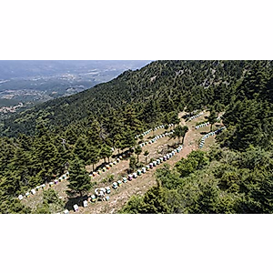 Ancient Foods Ilia Wild Forest and Thyme Honey – Greek Mountain Honey, Raw, Unfiltered Pine Honey from Vordonia, Greece (16oz)