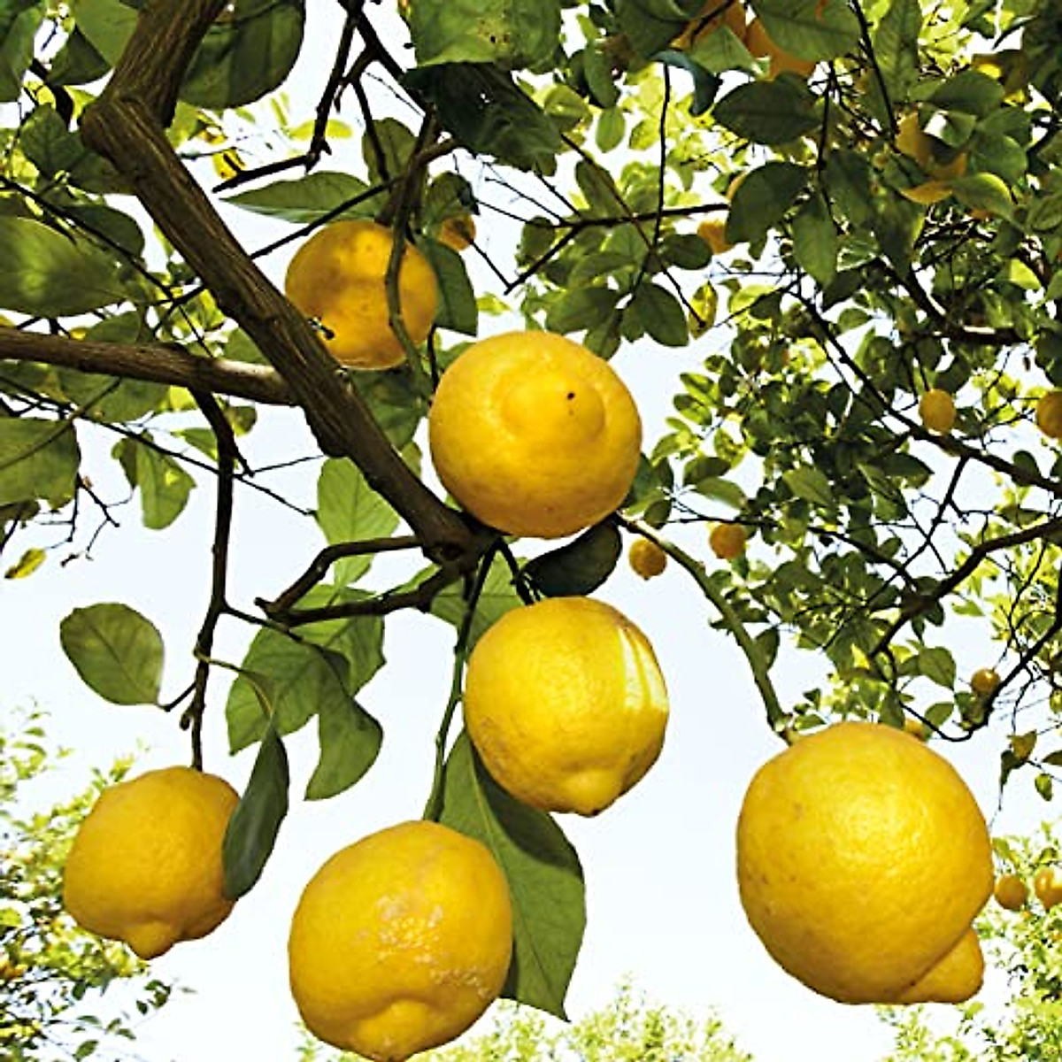 Weleda Refreshing Citrus Body Wash, 6.8 Fluid Ounce, Gentle Plant Rich Cleanser with Lemon Peel and Sesame Seed Oils