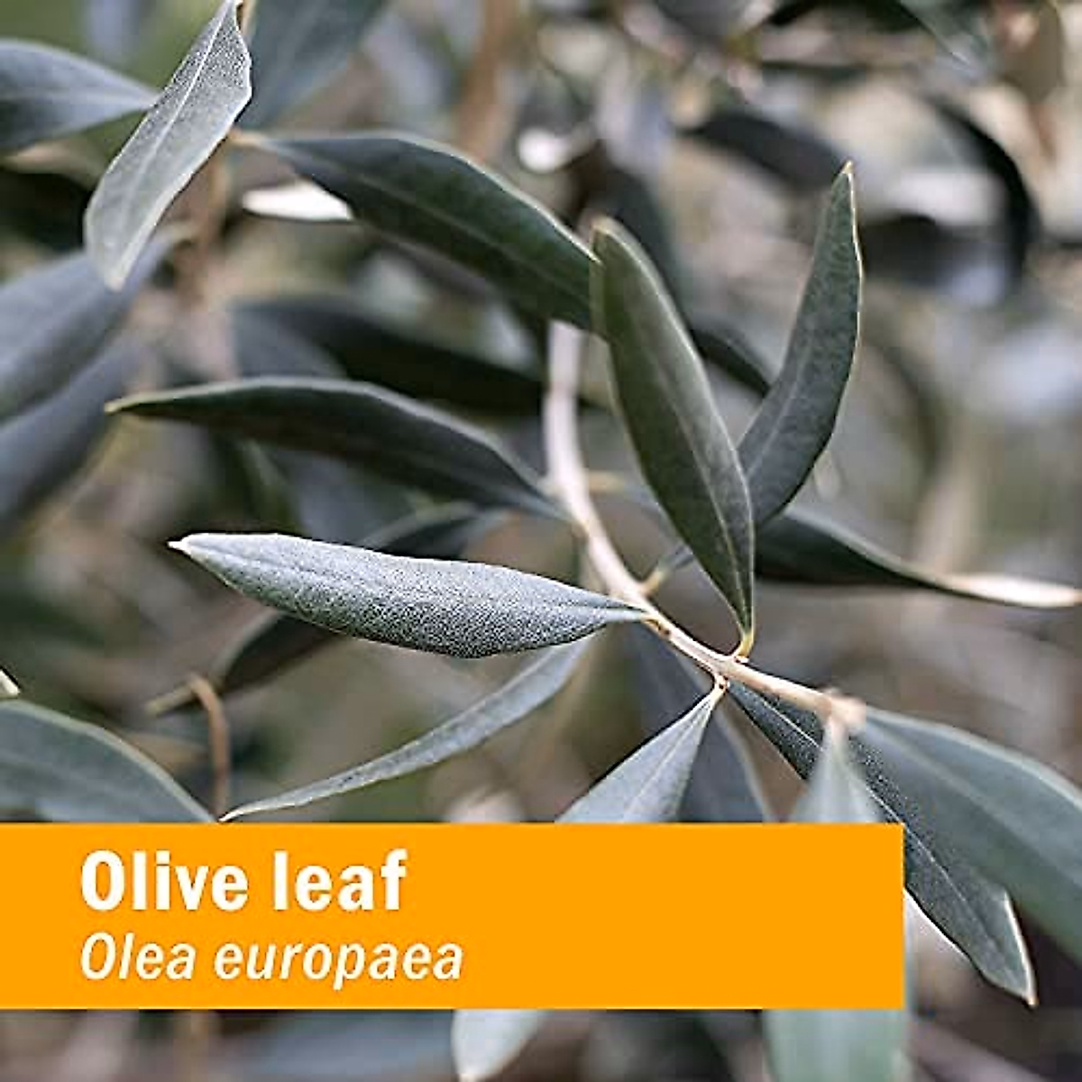 Herb Pharm Certified Organic Olive Leaf Liquid Extract for Immune System Support, 4 Fl Oz