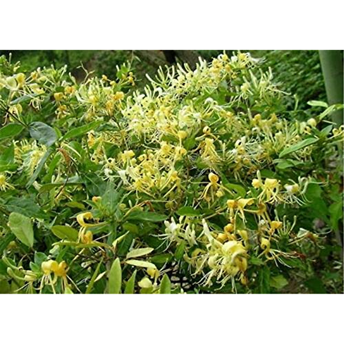 100 PCS Seeds Bonsai Garden Plants Chinese Honeysuckle Vine Lonicera Japonica Seeds