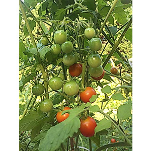 Dutch Bucket/Bato Bucket Siphon Elbows, Hydroponic, Black - 10 Pack