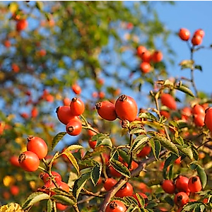 CHUXAY GARDEN Rose Hip Seed 40 Seeds Rose Hep Plant Edible Fruit Non-GMO Heirloom Native Wildflower Wonderful Choice for Garden Easy Cultivating Ground Cover Low-Maintenance