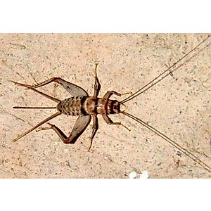 BASSETT'S CRICKET RANCH 250 Small (2wk) Live Banded Crickets