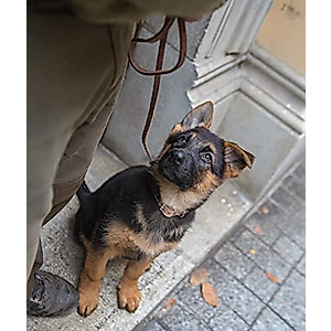 Shepherd - Die Geschichte eines Helden