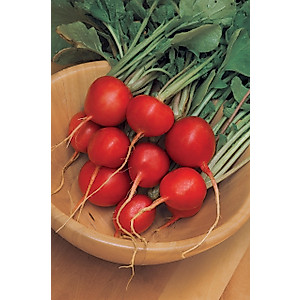 Burpee Cherry Belle Radish Seeds 2000 seeds