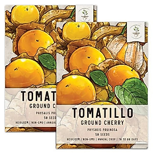 Seed Needs, Ground Cherry Tomatillo Seeds for Planting (Physalis pruinosa) Heirloom, Non-GMO & Untreated (2 Packs)