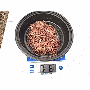 Worms Georgia Red Wiggler (1/2 Pound)