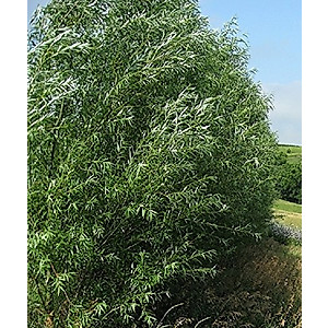 Willow Tree Bundle - 10 Fast Growing Aussie Willow Trees + 4 Weeping Willow Trees + 2 Corkscrew Willow Tree - Ready to Plant - Indoor/Outdoor Live Tree Plants - Fast Privacy and Unique Look all in One