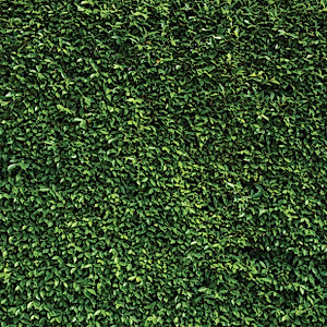 SJOLOON 8X8ft Green Leaves Backdrop Grass Backdrop Natural Green Lawn Party Photography Backdrop Birthday Newborn Baby Lover Wedding Photo Studio Props 10923