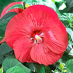 QAUZUY GARDEN 10 Red Swamp Hibiscus Seeds Scarlet Rosemallow Perennial Hardy Exotic Plant Bonsai Seeds Easy to Grow Low-Maintenance Attract Pollinators