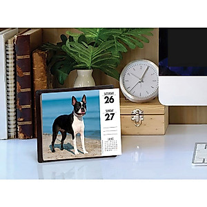 Just Boston Terriers 2021 Box Calendar (Dog Breed Calendar)