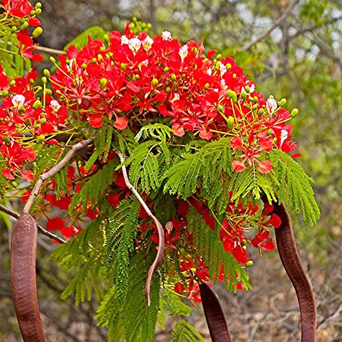 QAUZUY GARDEN 20 Seeds Delonix Regia B6 Royal Poinciana Flamboyant Flame Tree Gulmohar Showy Evergreen Tree Drought Tolerant Fast-Growing Low-Maintenance