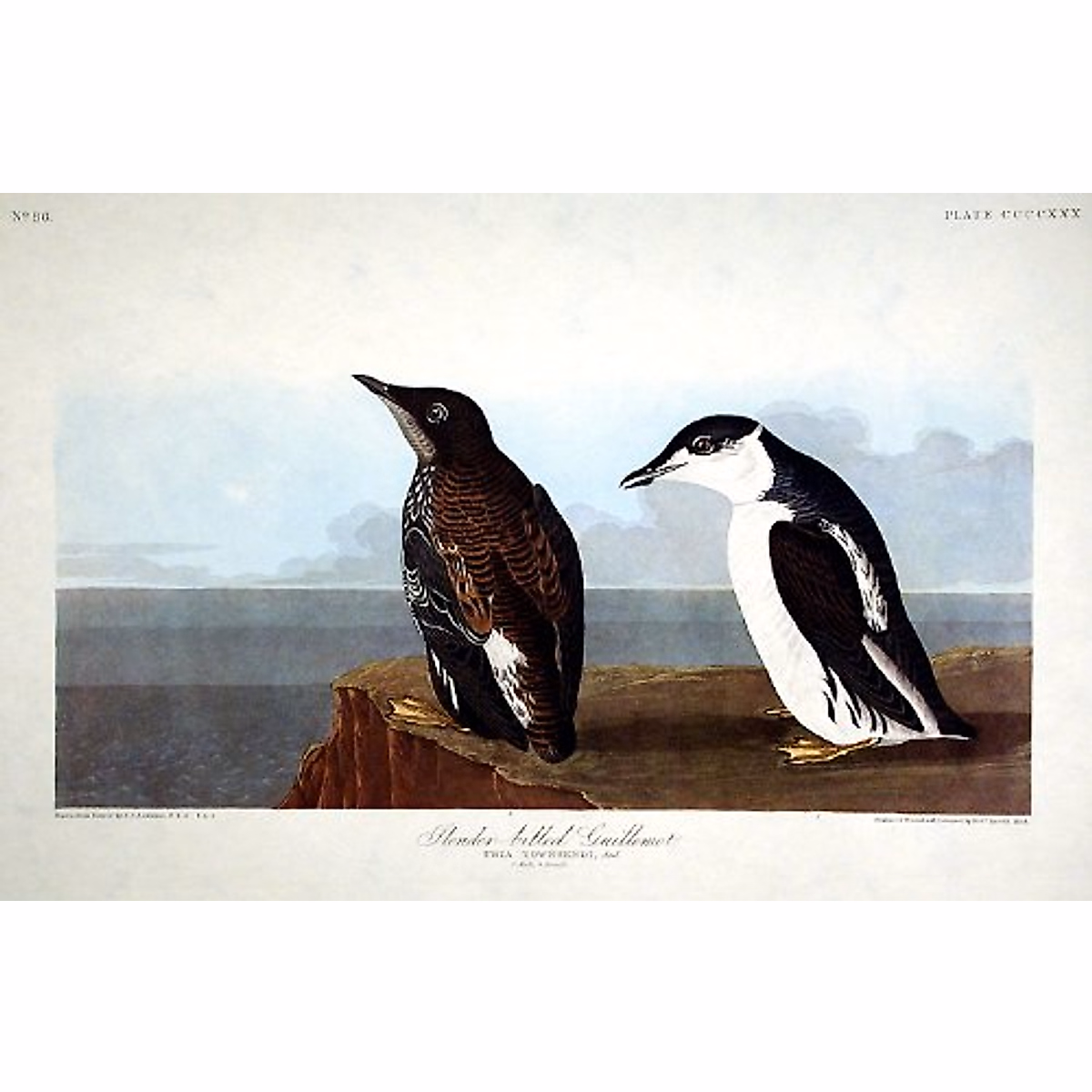 Slender-billed Guillemot. From"The Birds of America" (Amsterdam Edition)