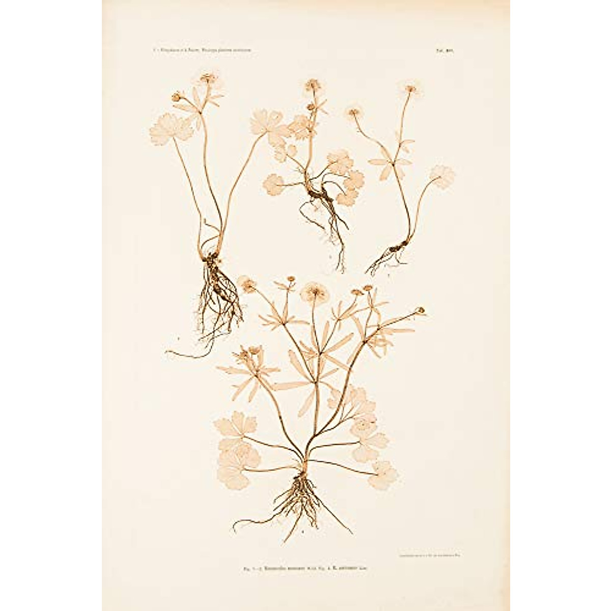 Ranunculus montanus; R. auricomus