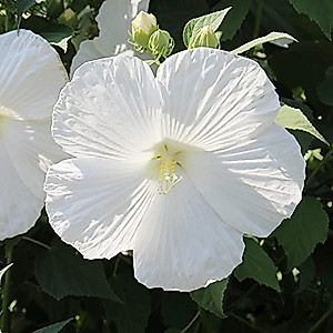 Snow White Hibiscus Seeds Perennial Attracts Butterflies Heat & Humidity Tolerant Bog Gardens Ponds Beds Borders Outdoor 25Pcs Flower Seeds by YEGAOL Garden