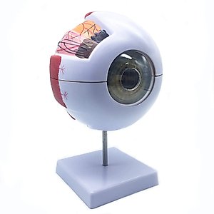 XINDAM 6X Enlarged Human Eye Anatomical Model,Anatomically Accurate Eye Model Human Eye Anatomy for Science Classroom Study Display Teaching Medical Model