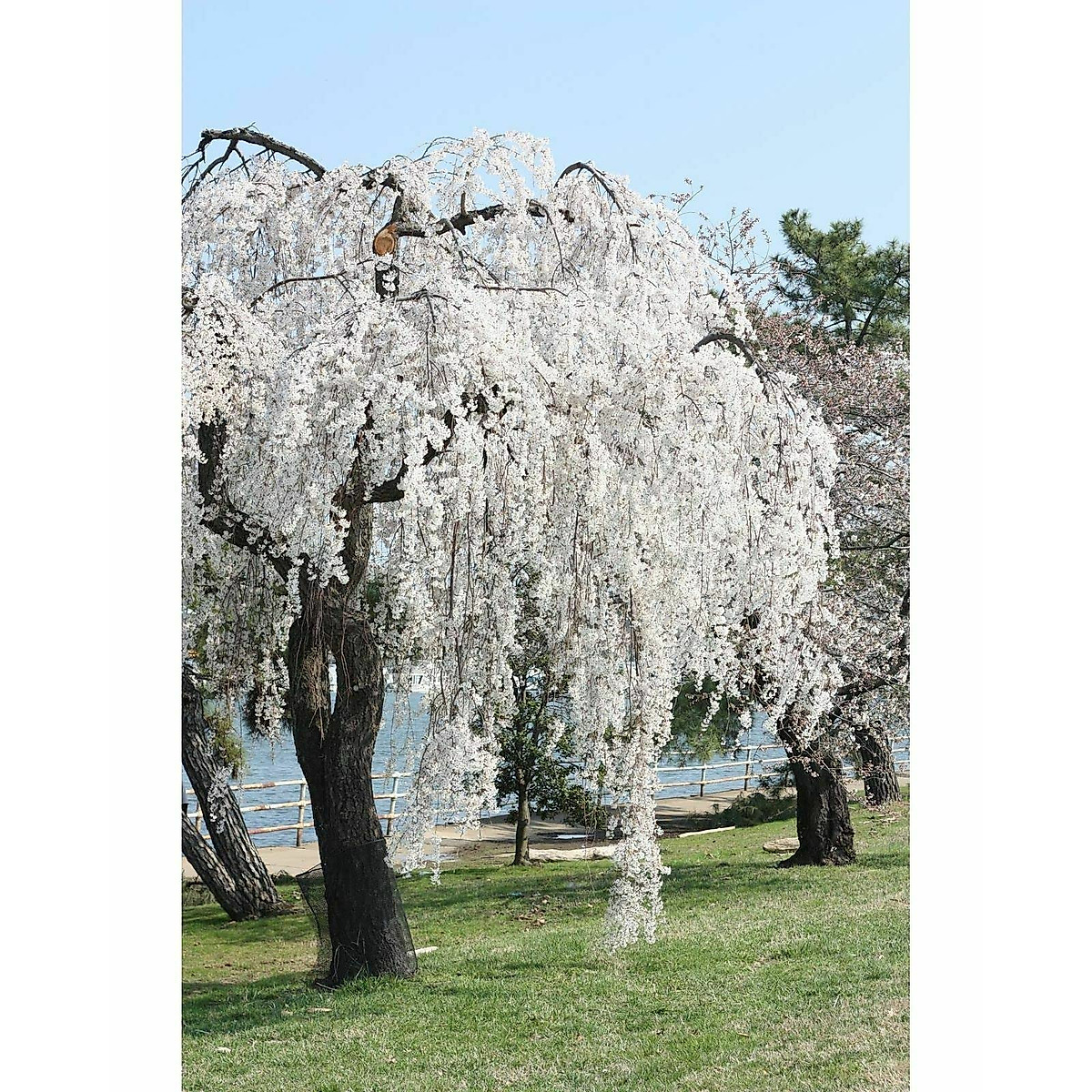 Weeping Cherry Tree - Live Plant - 6-12" Tall Seedling - 3" Pot - Ships Potted - *No Shipping to C.A