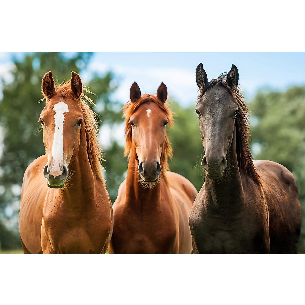 PHOTONIC20% 100 ML. BEST PET Vitamins Mineral Multi Vitamin Supplement Electrolytes Help Restore Urgently Animal Pet Care Nourish Blood Body Immunity Healthy Dog Cat Horse Pig Cattle Rooster Booster