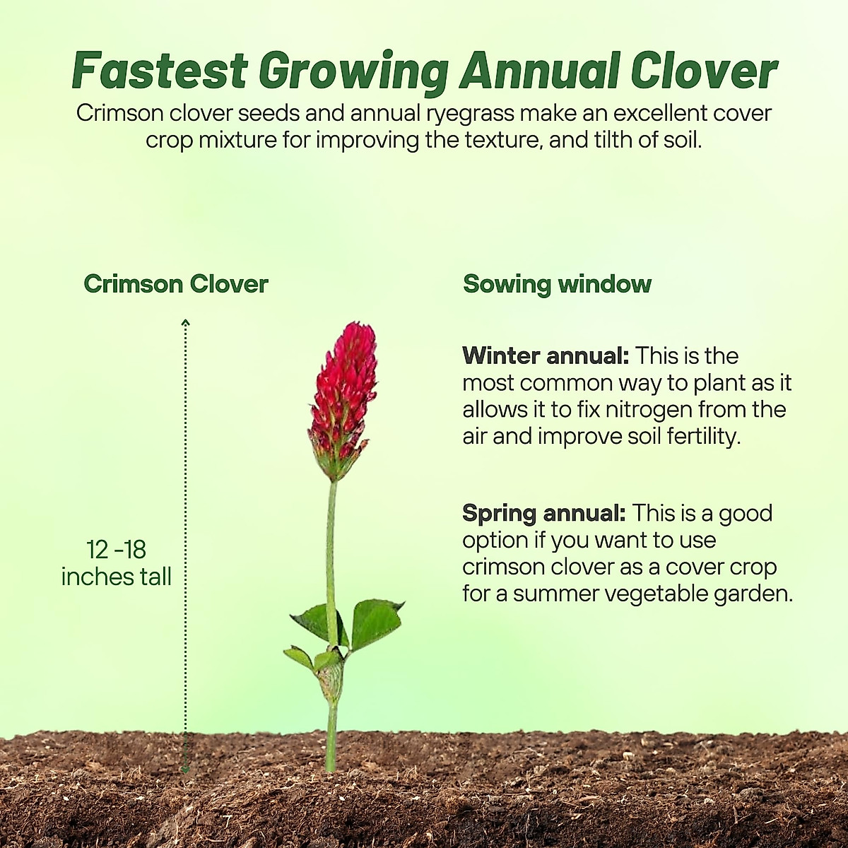 Outsidepride Crimson Clover Seeds - 10 lbs. Annual, Nitrocoated, & Inoculated Ground Cover Seeds, Ideal Clover Seed for Lawn, Cover Crop, Pasture, Hay, Green Manure & Wildlife Forage