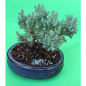 Fertilized Juniper Tree Bonsai Sold by JM Bamboo