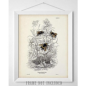 Bumble Bee Illustration - Bumblebee Farmhouse Bee Decor, Honey Bee Nature Poster, Kitchen and Room Decor, Classic Botanical Decoration and Gift for Bee Lovers, 11x14 Unframed Art Print Poster