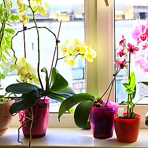 KINGLAKE GARDEN Plant Orchid Clips,100 Pcs Plant Clips Dark Green Plant Orchid Support Clips with Box,Garden Orchid Clips for Supporting Stems Vines Stalks Grow Upright