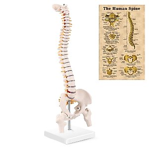 Mini Spine Anatomy Model, Human Spine Model, with Spinal Disc Pelvis Model, Perfect for Learning and Teaching(1/2 Life Size)