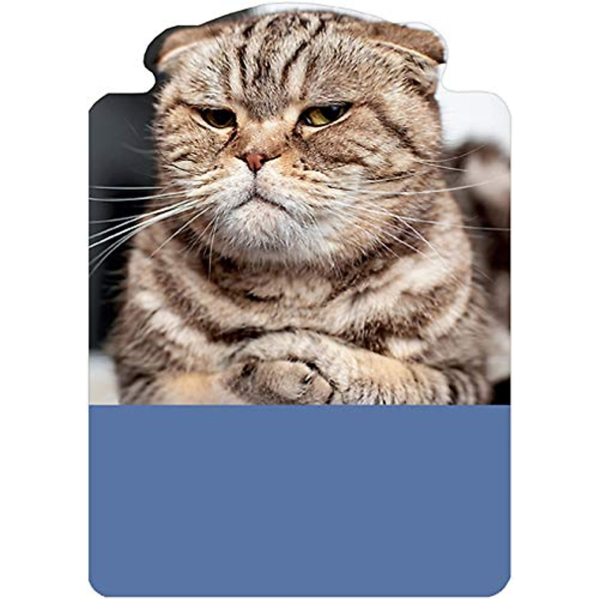 RSVP Grumpy Cat : On Nerves Funny/Humorous Birthday Card Orchid 5" x 7" GC-B7467