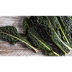 Gaea's Blessing Seeds - Lacinato Kale Seeds - Non-GMO Seeds with Easy to Follow Planting Instructions - Open Pollinated, 94% Germination Rate