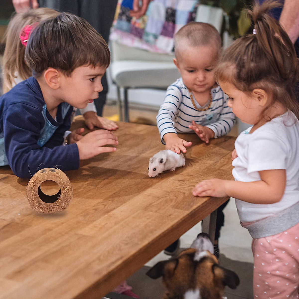 Hanging Coconut Shell Bird Nest Natural Coconut Hideaway Bird House Hut Breeding Nesting Bird Cage Box for Hamster Parakeets Love Birds Canary