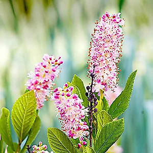Pink Summersweet Seeds Sweet Pepperbush Low Maintenance Fragrant Attracts Butterflies & Hummingbirds Beds Borders Ponds Streams Rain Gardens Outdoor 20Pcs Deciduous Shrub by YEGAOL Garden