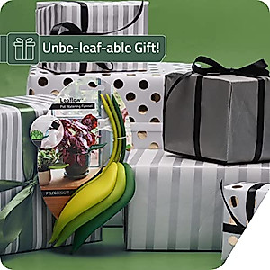 Peleg Design Leaflow Plant Pot Watering Funnel (Set of 3), Plant Watering Devices for Indoor and Outdoor Plants, House Plant Waterer, Indoor Plant Watering