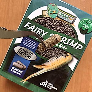 GREEN WATER FARM Greenwaterfarm Fairy Shrimp Sirindhornae Eggs Live Fish Food for Hatching and Culture Suitable for Feed Betta Fish