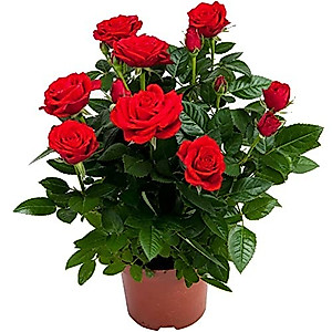 Rose "Carola Rose" Seedlings 2pcs ,Light Red Rose Bush,Rose Hedging,Living Tinged Rose Plant,Perennial Plant Root,Home Garden Yard Decor Blooms This Year,Easy Planting