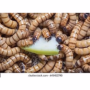 The Mad Jungle TM 100 Live Large 2 Inch Superworms Live Arrival Guaranteed