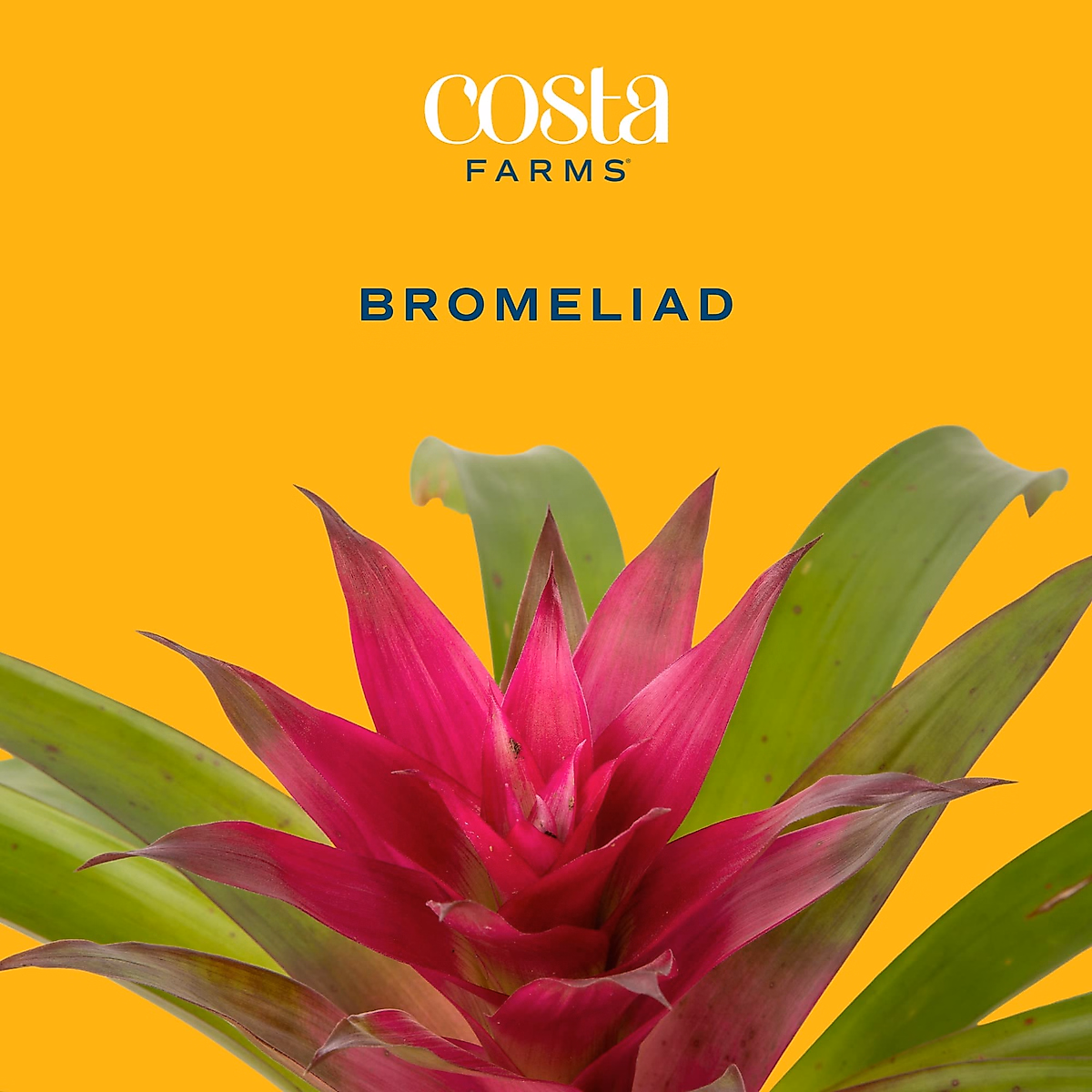 Costa Farms Bromeliad, Flowering Live Indoor Plant in Modern Flower Pot, Houseplant with Flowers in Potting Soil, Grower's Choice, New House Gift, Home or Room Decor, 20-Inches Tall