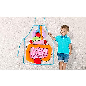vocheer 3D Organ Apron, Anatomy Apron Human Body Organs Awareness Montessori Educational Tool Toy for Home Preschool Teaching Aid, Transparent…