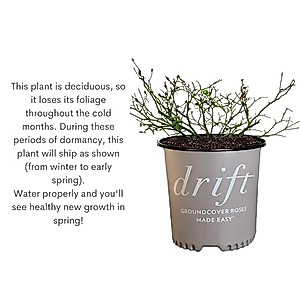 Drift Popcorn Rose, 2 Gal