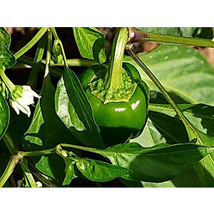 Bell Pepper Seeds for Planting - California Wonder - Heirloom Non-GMO Pepper Seeds for Planting - 100 Seeds - Sweet Pepper Matures from Green to Red by RDR Seeds