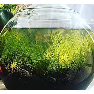 Dwarf Hairgrass Eleocharis Parvula Sp Mini 100% Tissue Culture Easy Freshwater Carpet Live Aquarium Plants Decorations 3 Days Live Guaranteed