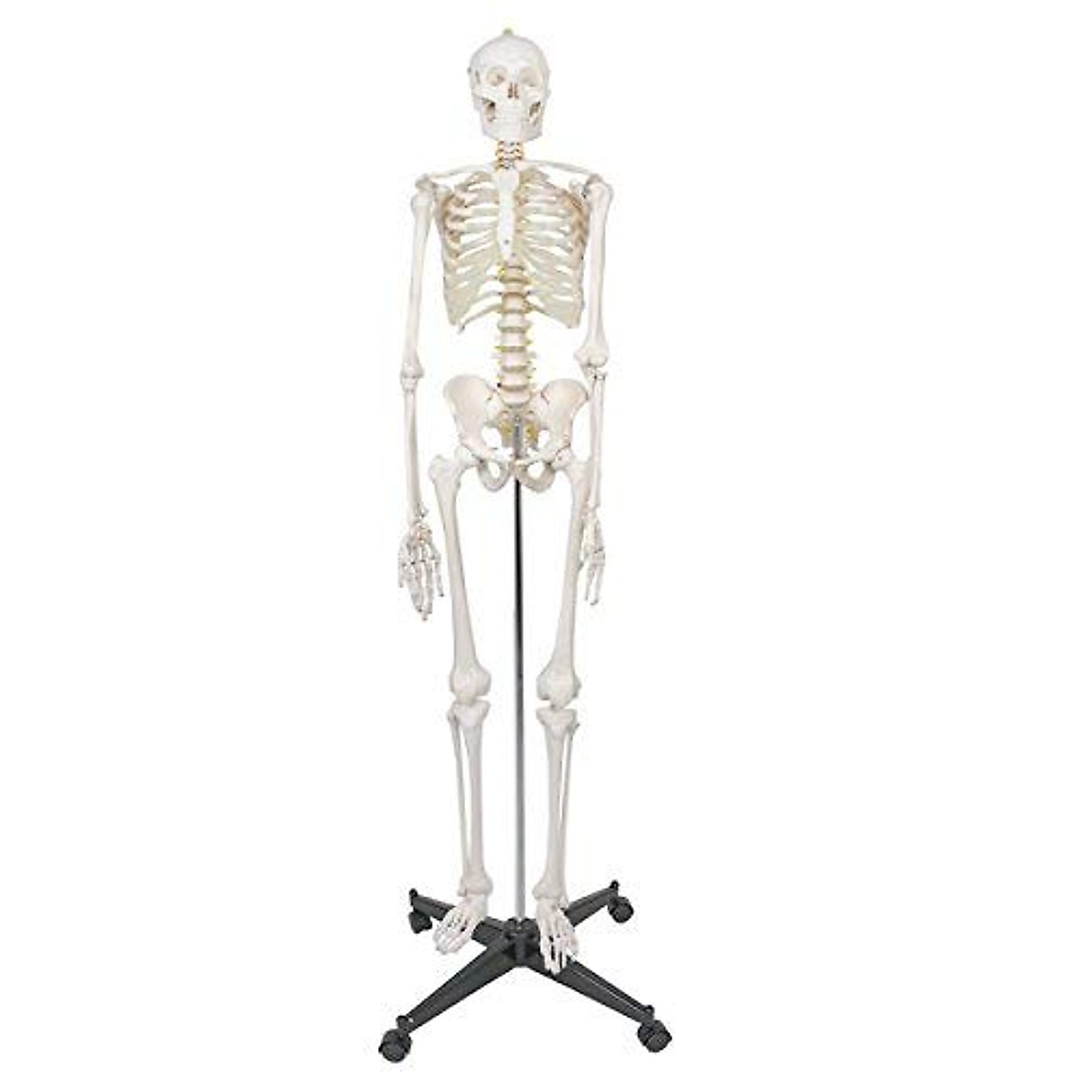 ZENY Life Size 70.8" Human Anatomical Anatomy Skeleton Model with Stand, Scientific Anatomy Human Body Model for Study
