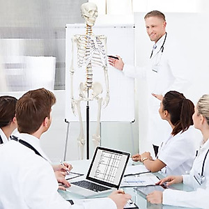 RONTEN Human Skeleton Model for Medical Study, 70.8" Life Size Medical Anatomical Skeleton, Including Adjustable Rolling Stand + Cover + Poster